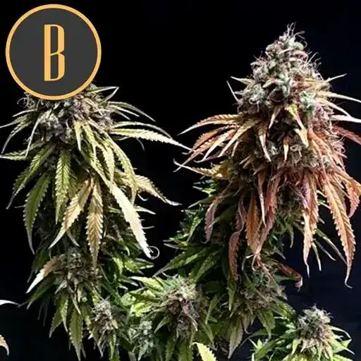 Blimburn Seeds Hạt giống cần sa Cafe Racer Feminized - Số lượng các ...