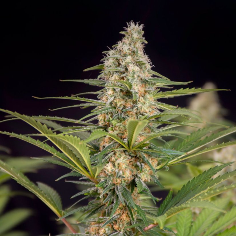 Doctor´s Choice Seeds Cali Crasher Photo Feminized