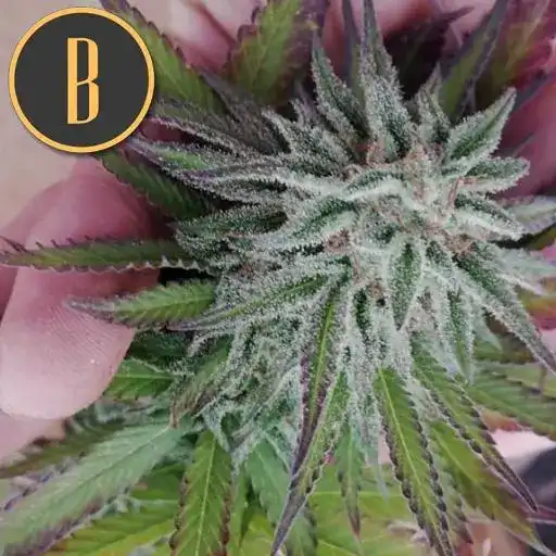 Blimburn Seeds Hạt giống cần sa Cafe Racer Feminized - Số lượng các ...