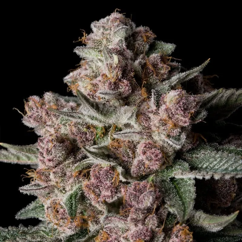 Silent Seeds Hạt giống cần sa Tropical Jam Feminized