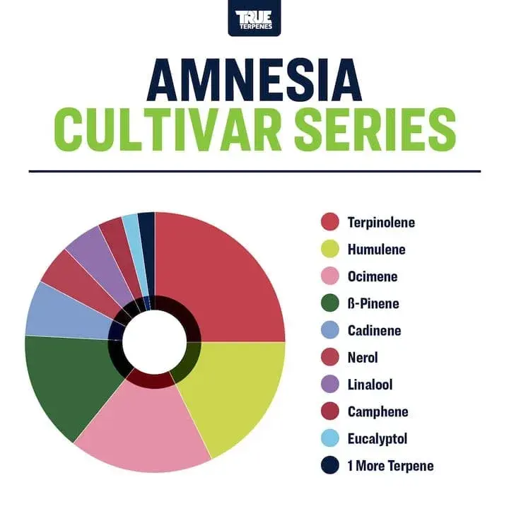 True Terpenes Cultivar Series Amnesia (5 ml - 960 ml)